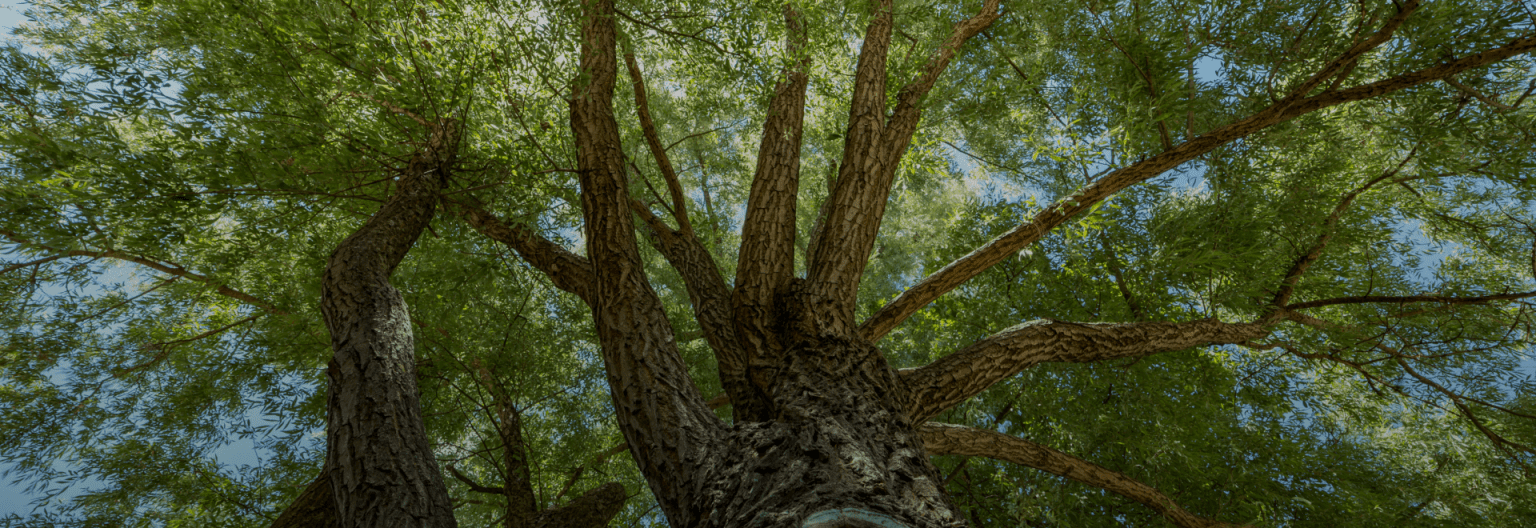 Micro Bevel & Square Edged Wood Flooring